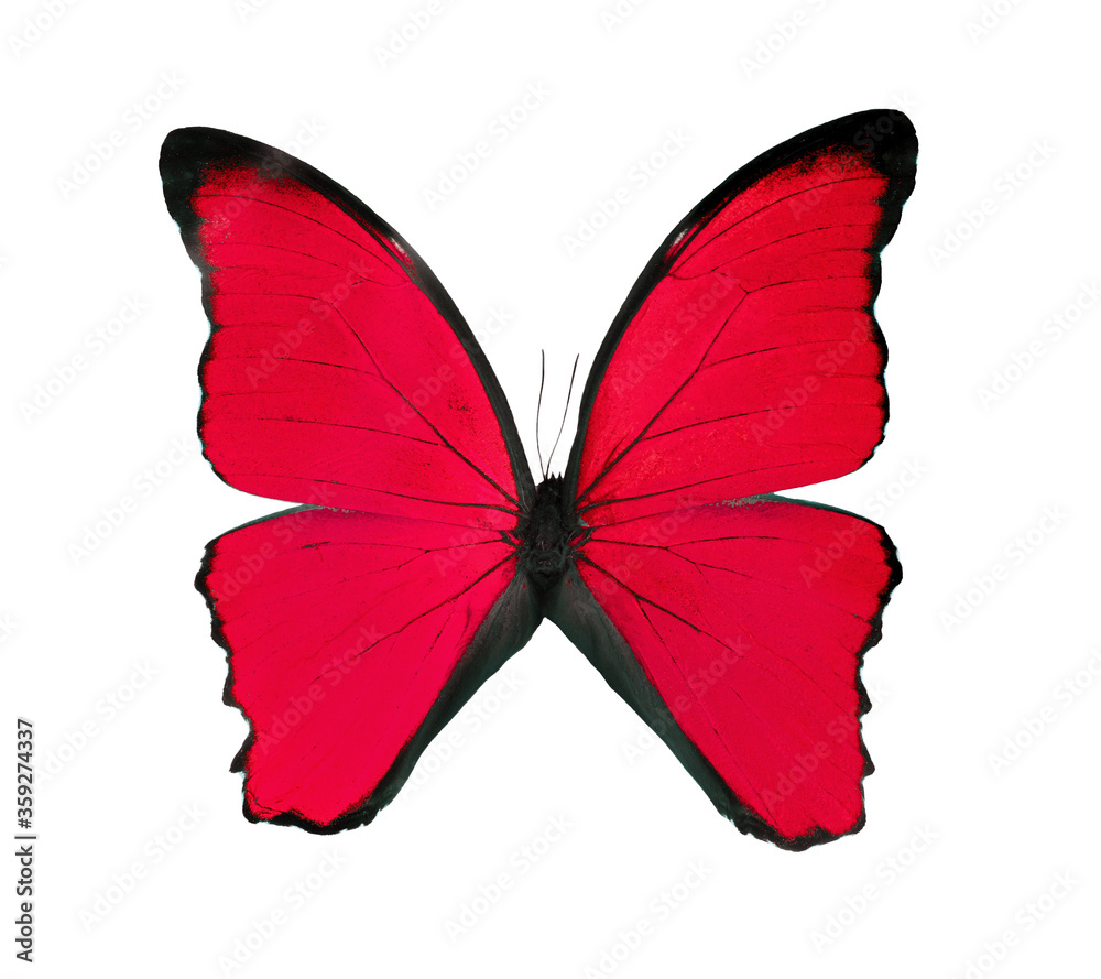 Beautiful exotic red butterfly isolated on a white background. 2020 ...