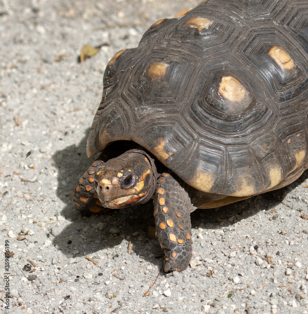 Yellow-footed tortoise with dark brown shell and yellow patches and ...