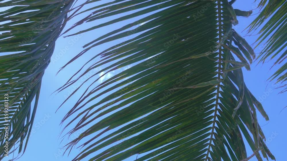 Vacation Background Footage Palm Tree Branches Moving In The Tropical ...