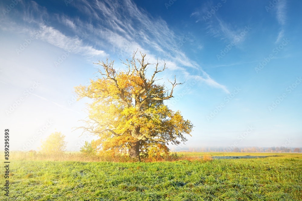 Ancient half dead, half living mighty oak tree, clear sky with cirrus ...