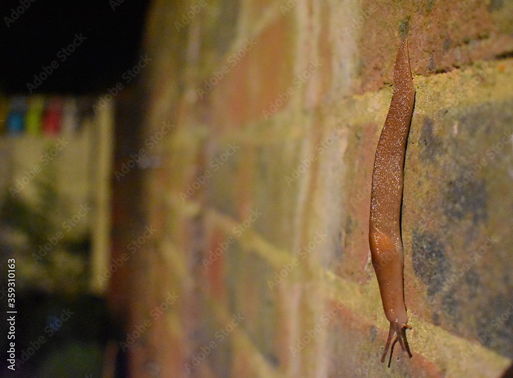 Land slug is small animal with soft smooth slimy body without shell ...
