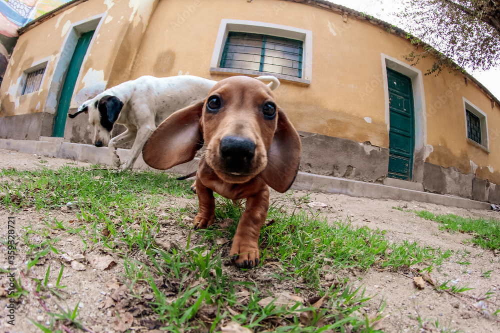 Perro salchicha Stock Photo | Adobe Stock