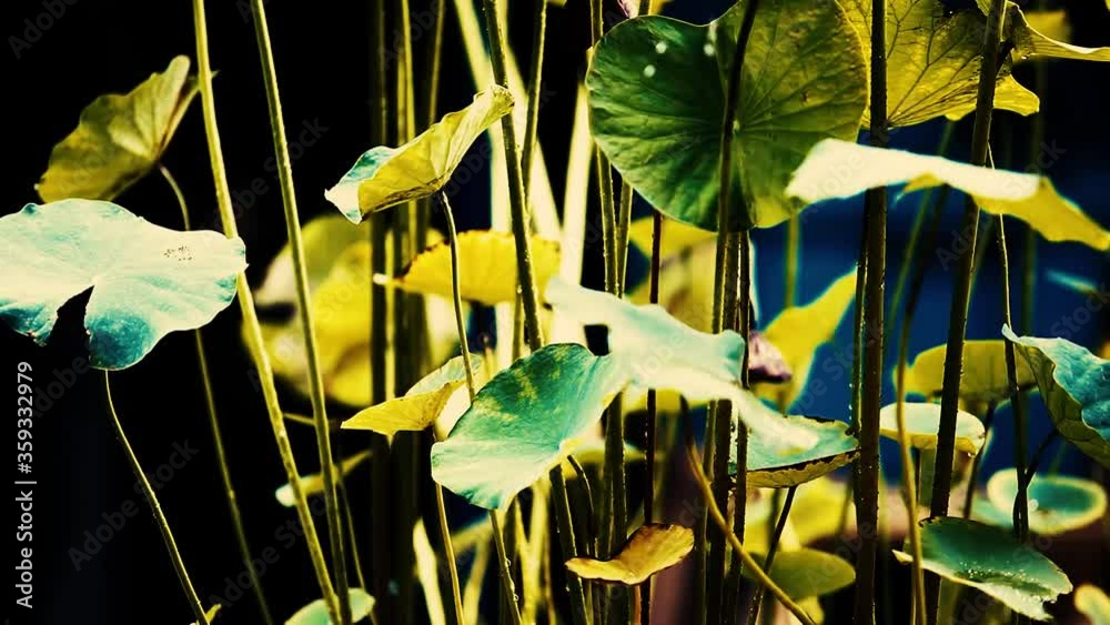 Vidéo Stock an ornamental aquatic plant with large round floating ...