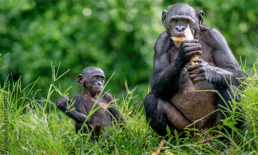 Mother and Cub of Bonobo. Green natural background. The Bonobo ( Pan ...