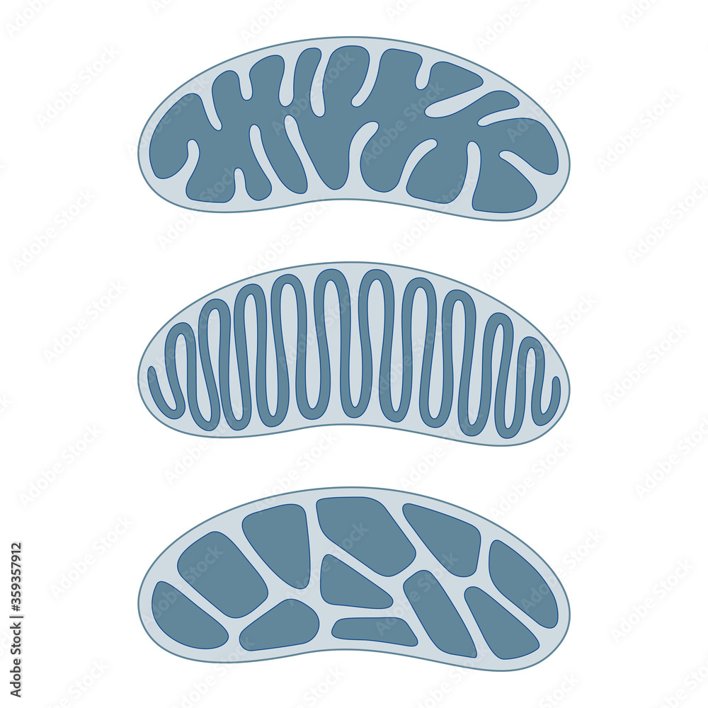 Ilustrace „The basic types and forms of the fine structure of ...