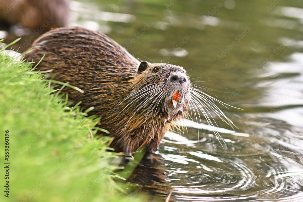 Rodent called 'Myocastor Coypus', commonly known as 'Nutria' eating ...