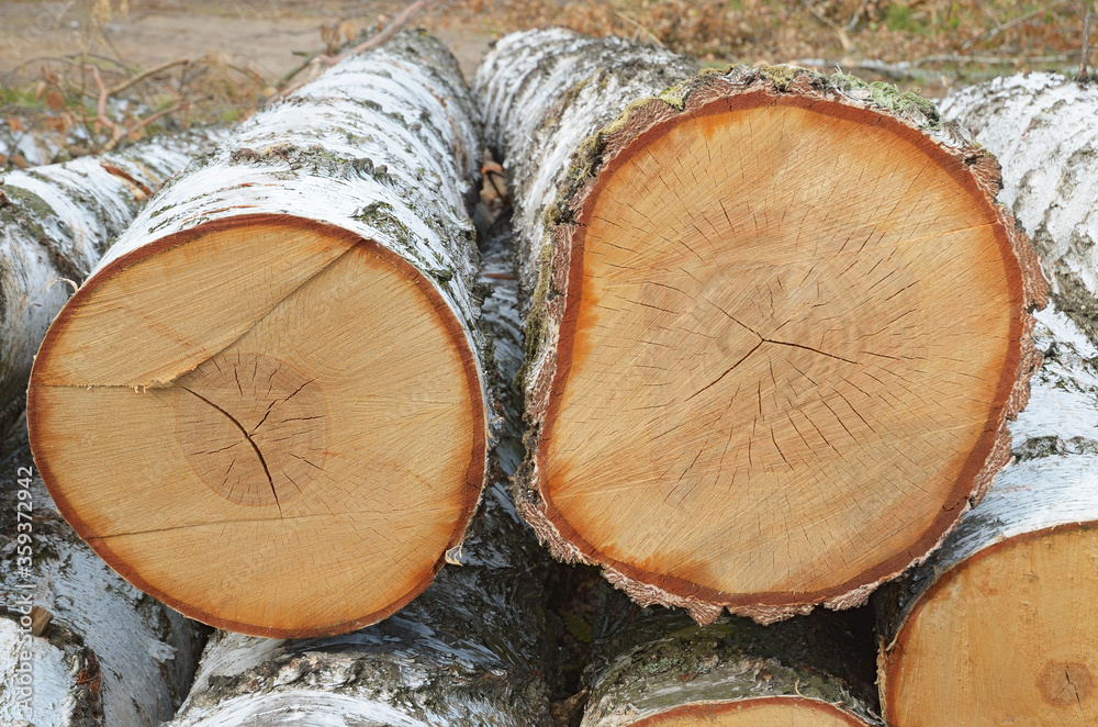 A full end view of two transverse cuts of birch against a stack of logs ...