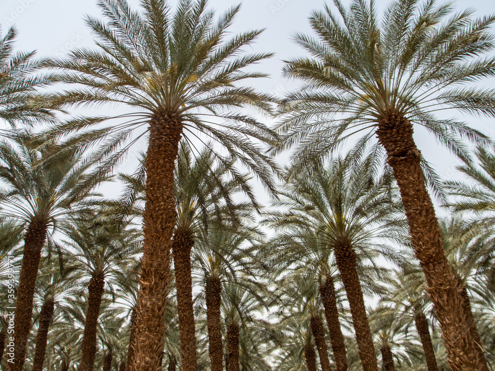 40 year-old date palm trees in the field. Stock Photo | Adobe Stock