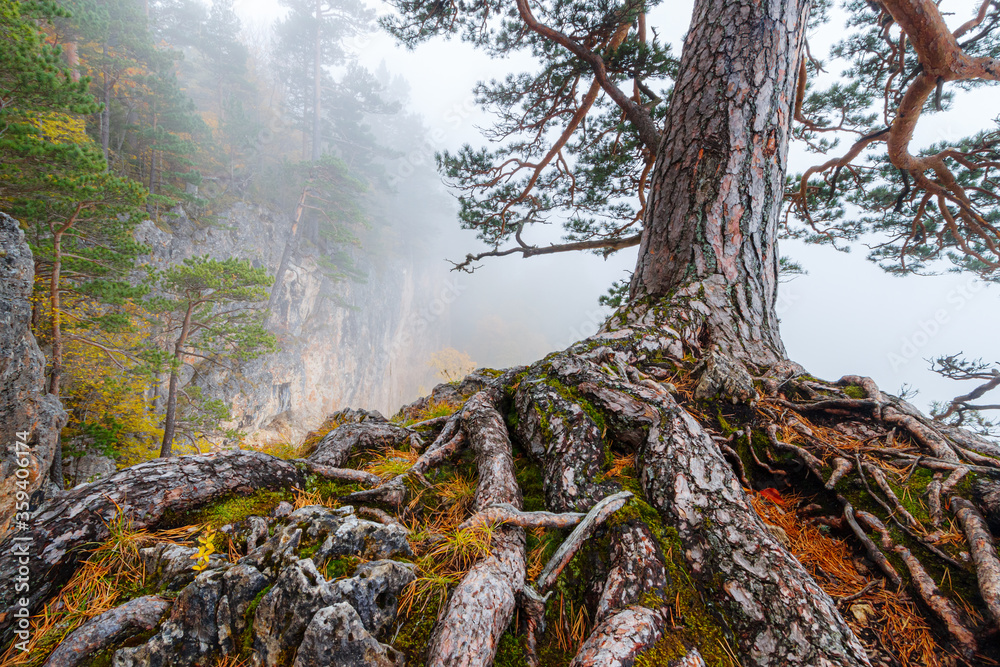 The trunk with the root system of an old pine tree growing in misty ...