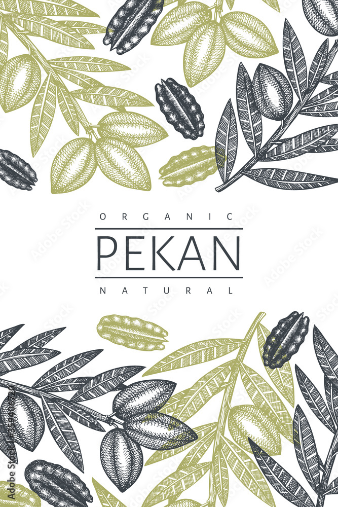 Hand drawn pecan branch and kernels design template. Organic food ...