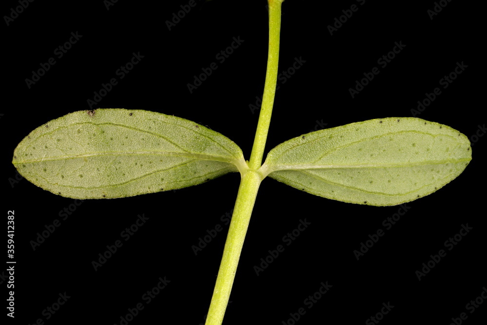 Hypericum Perforatum Leaves