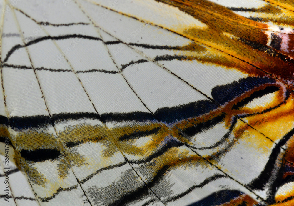 The Common Map Butterfly's wings in close up texture and details Stock ...