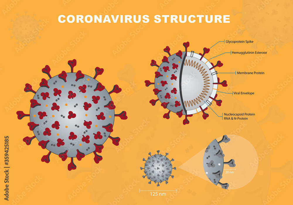 Coronavirus cross section model. Coronavirus - Enveloped virus ...