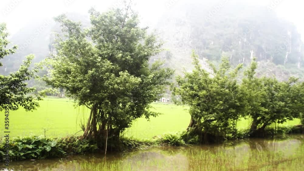 Baulk, field boundary and dam between two rice cheques. The fields are ...