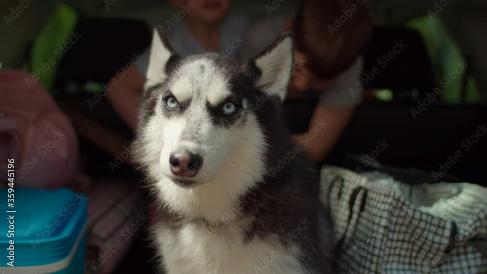 Cute black and white adult Siberian Husk dog sitting in car trunk full ...