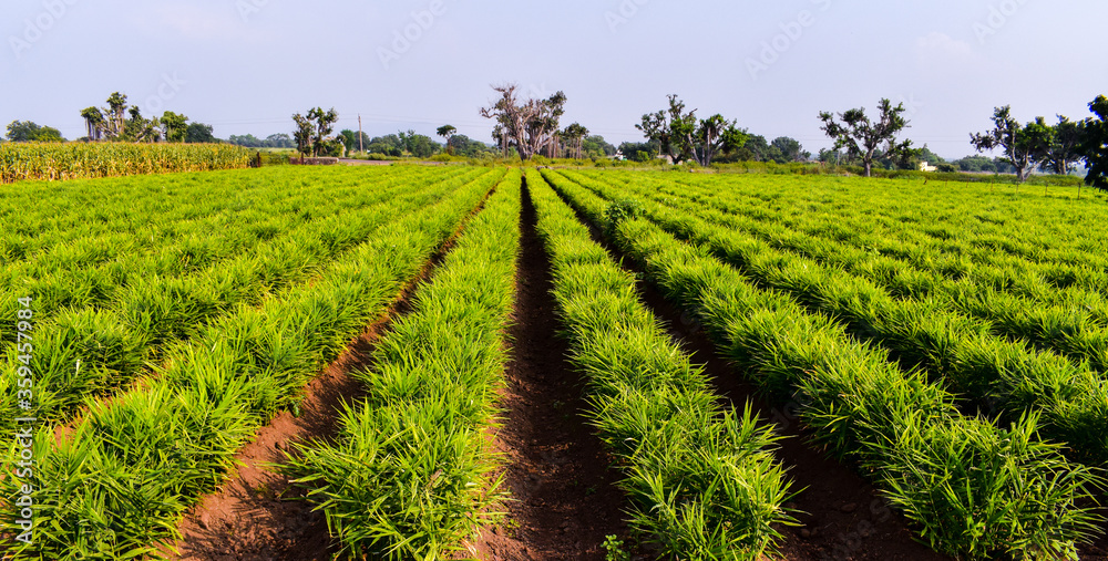 Ginger (zingiber officinale) field. Ginger plantation. Crops planted at ...