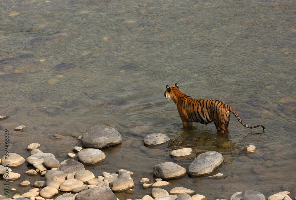 Tigress stood up while resting in Ramganga river, Jim Corbett National ...