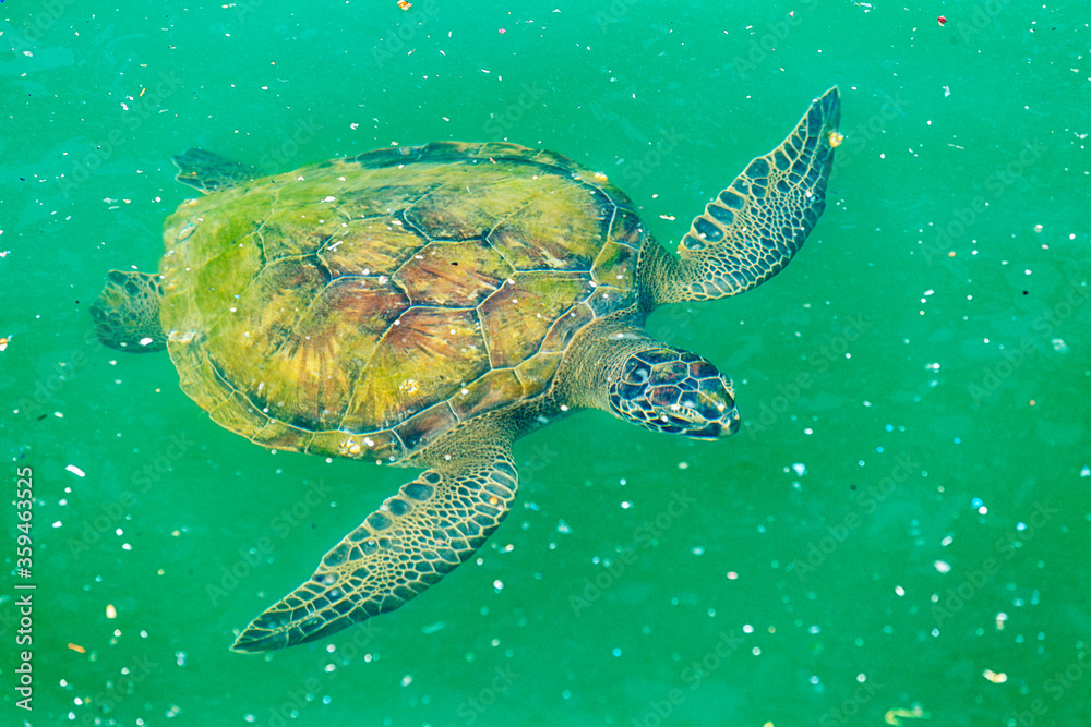 Sea pollution is an important danger for marine life. In order to ...