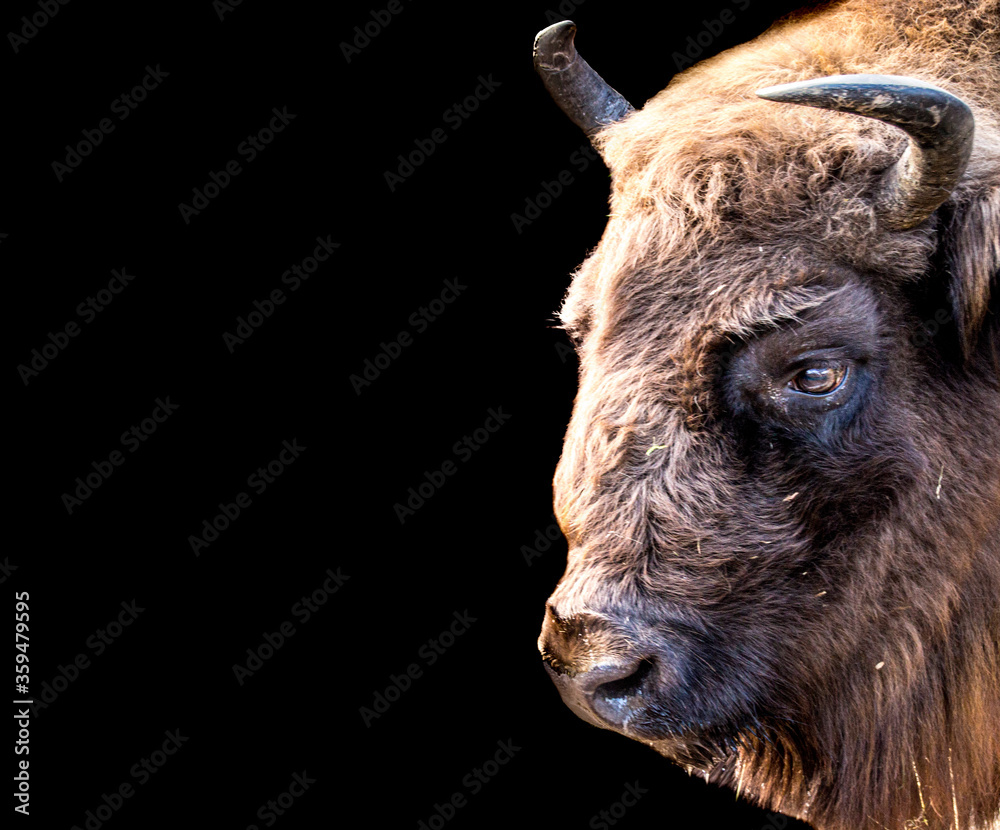 Profile of an american bison Stock Photo | Adobe Stock
