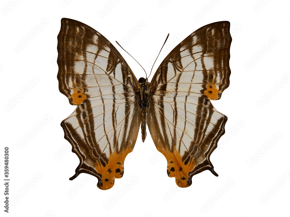 Cyrestis thyodamas, the common map,butterfly isolated on white ...