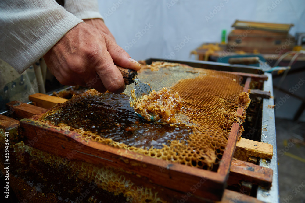 pumping and collecting honey in an apiary in a mechanical honey ...