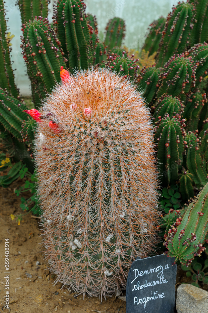 Exotic garden of Roscoff. Mexican cactus with subtle colors.A grassy ...