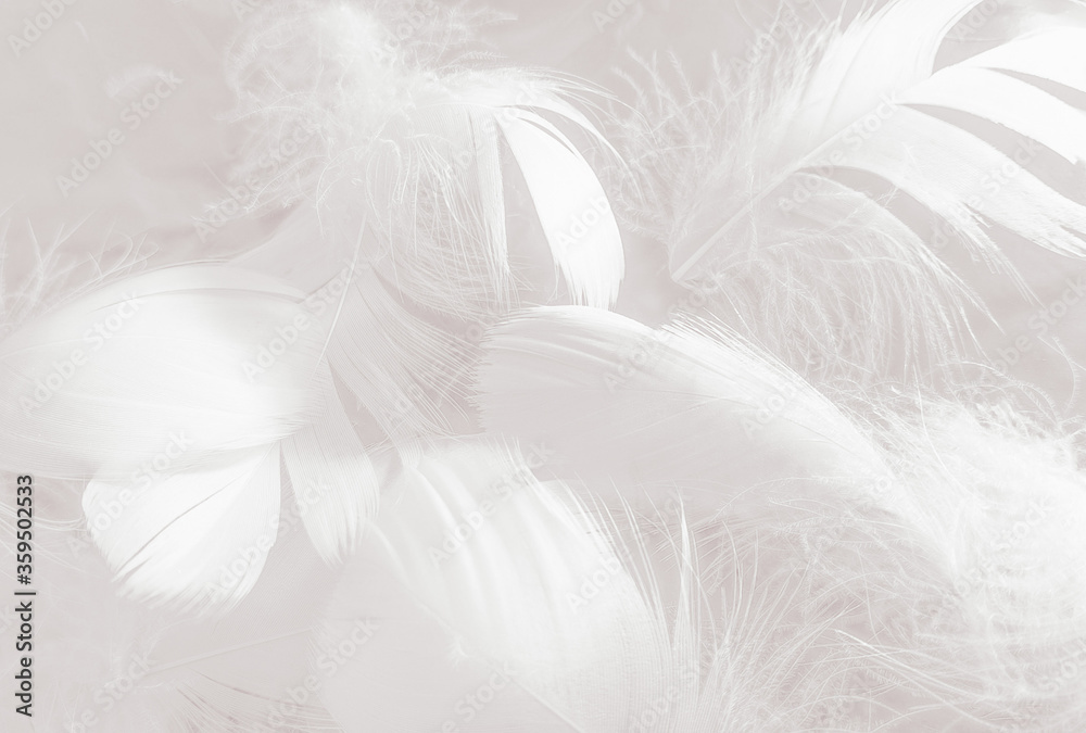 Beautiful abstract gray feathers on white background and soft white ...