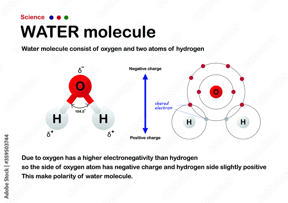 Scientific diagram show water molecule with oxygen and hydrogen bond ...