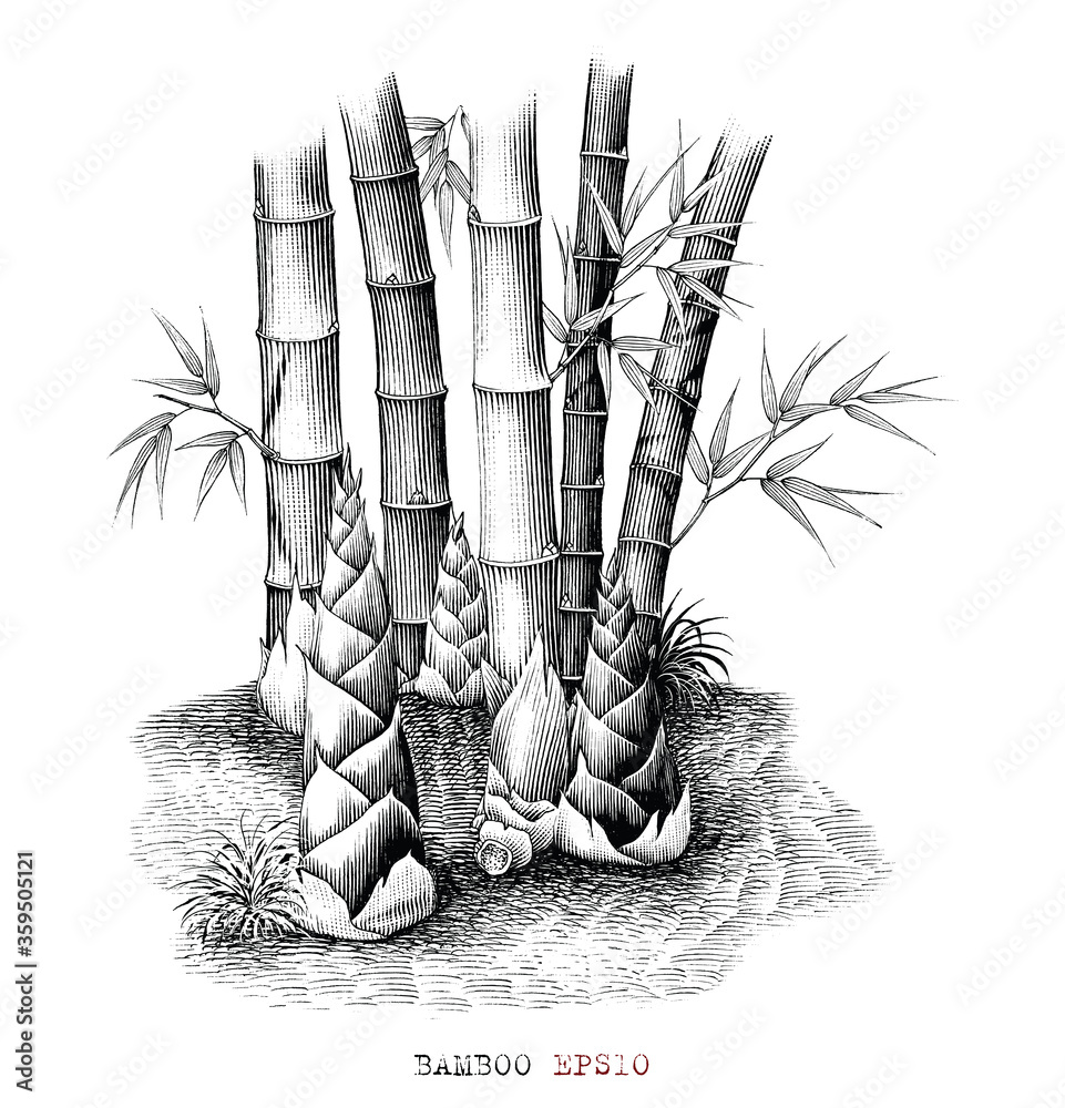 Bamboo Clipart Black And White
