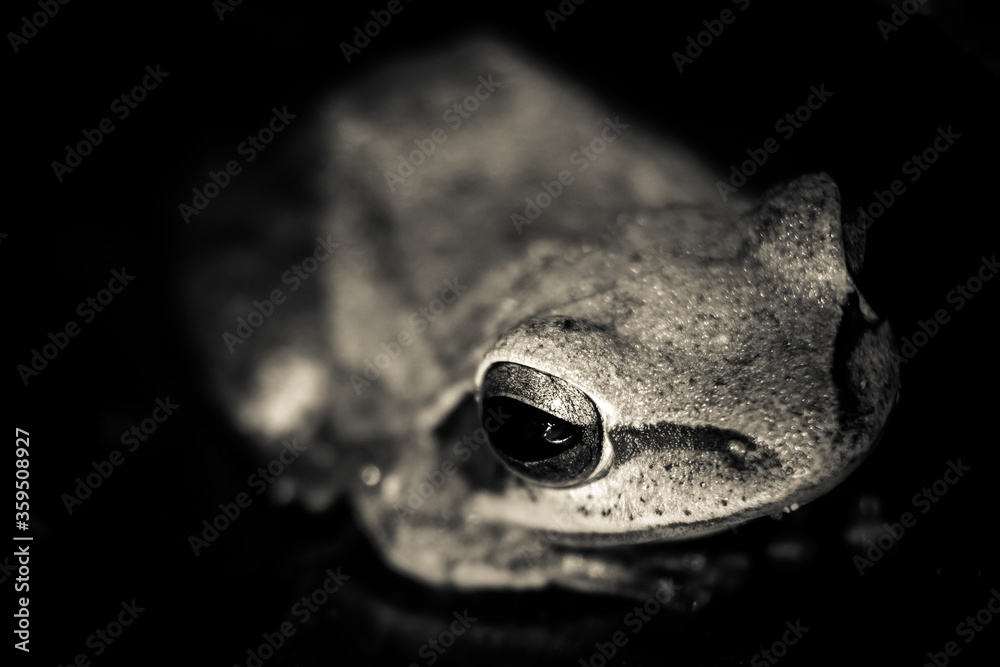 Very close photo of the leucomystax Polypedate frog with eye focused ...