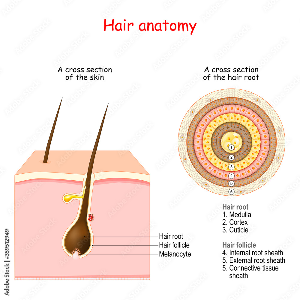 Hair follicle structure and anatomy. Stock Vector | Adobe Stock