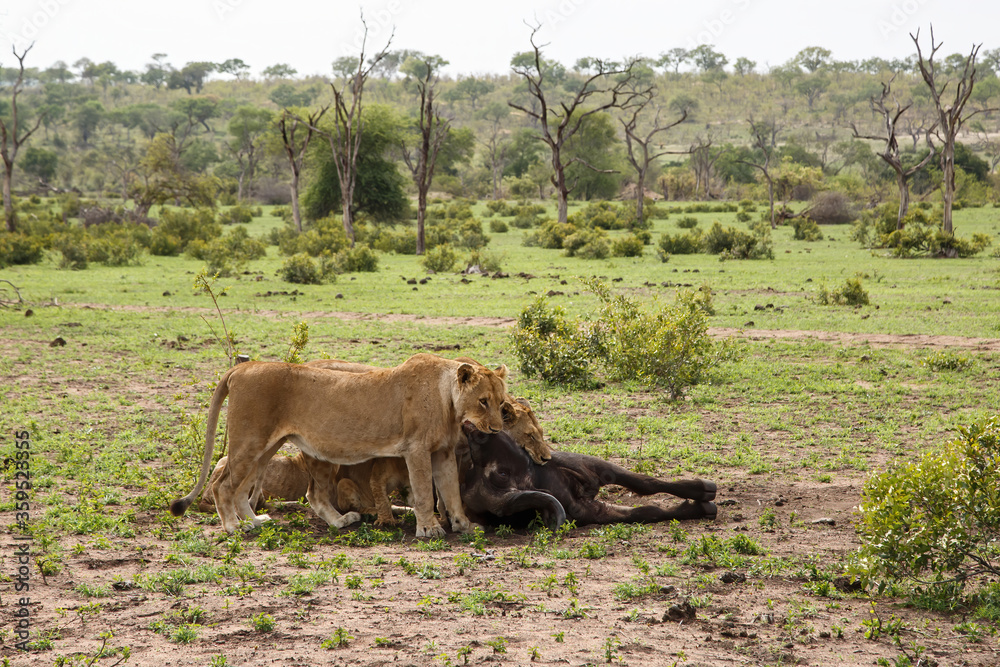 Lions killing a female Buffalo in Sabi Sands Game Reserve in the ...
