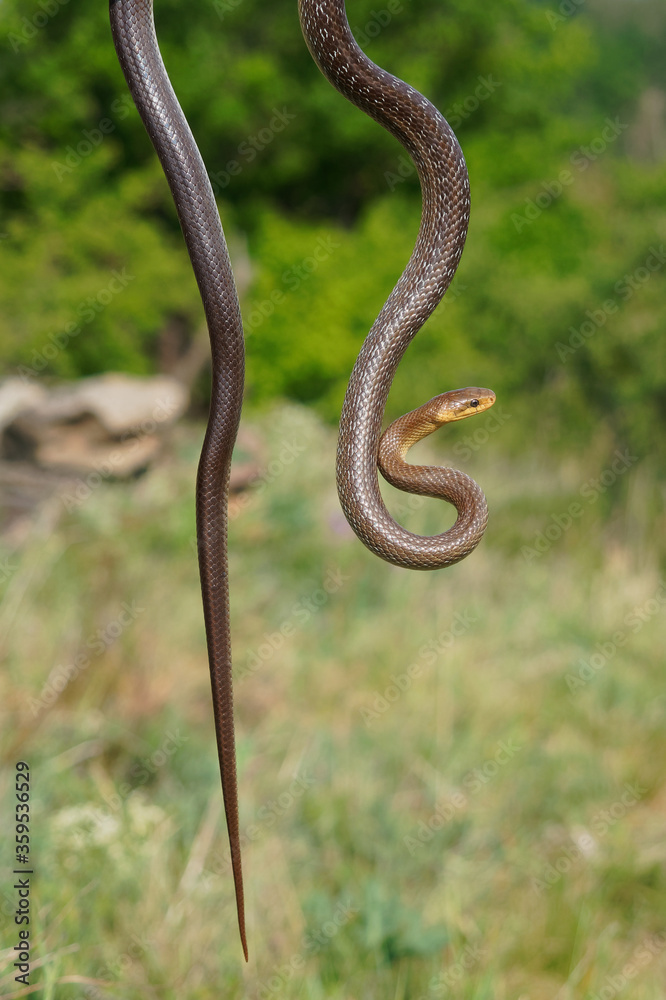 Grape Vine Green Snake