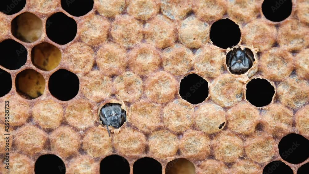 The moment of birth of a bee. Honey Bee Brood. Brood care. The Birth of ...