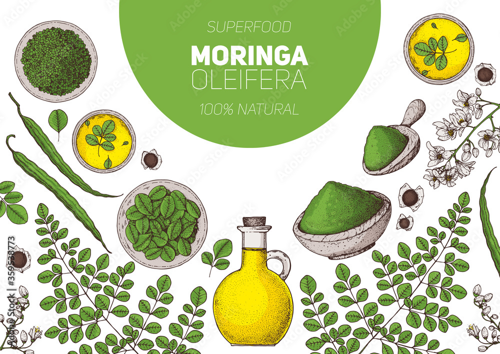 Moringa hand drawn illustration. Organic healthy food. Moringa leaves ...