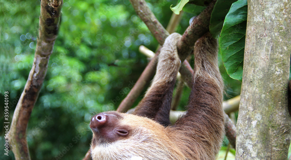 oso perezoso de dos dedos tierno bebe colgando de un árbol en un centro ...