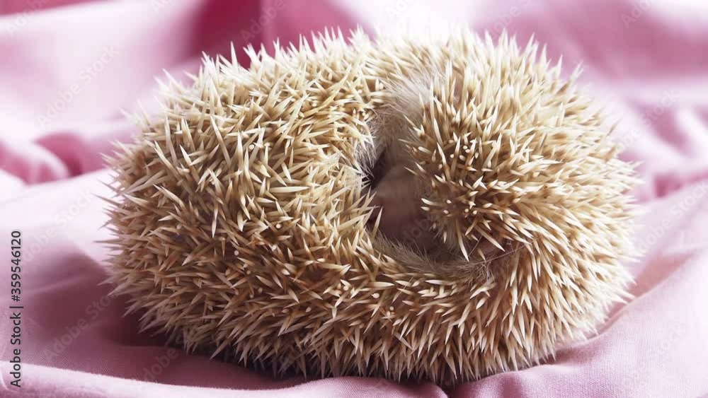 Dwarf hedgehog sleeping and breathing.Wake up when disturb from smell ...