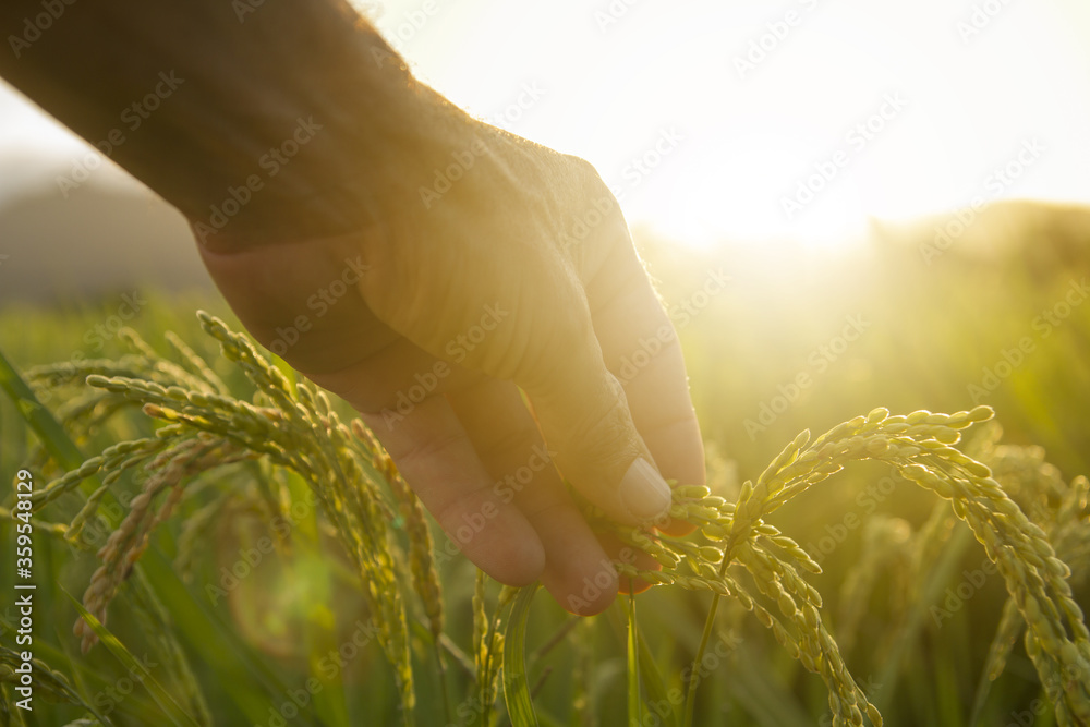 beautiful sunset in a rice field ,hand holding rice ears or plant close ...