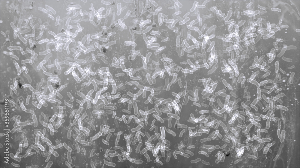 Many bacterias under the microscope Stock Photo | Adobe Stock