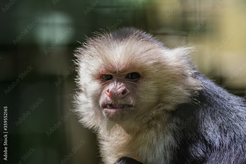 Capuchin Monkey (Cebus imitator) closeup scrunching nose snarl making ...