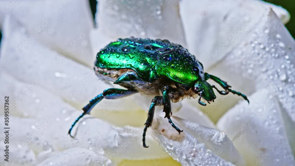 Close-up view of green rose chafer - Cetonia Aurata beetle on white flower of peony. Amazing ...