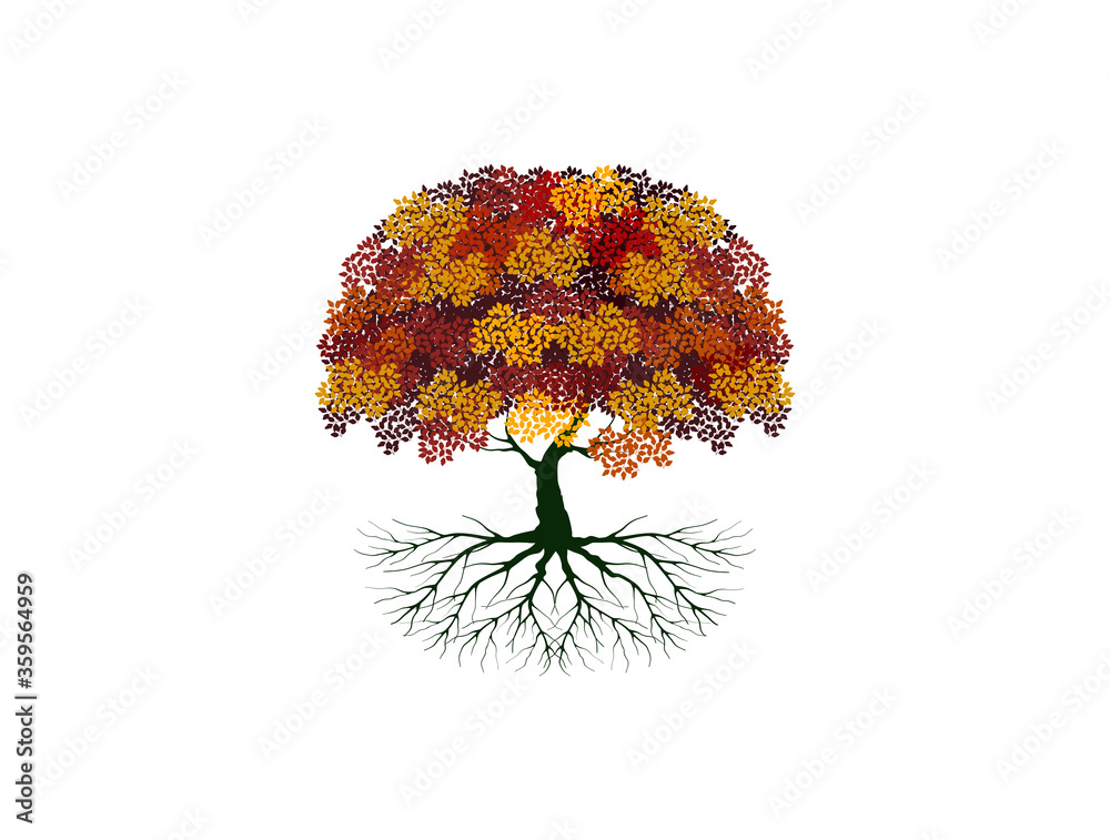 Maple tree illustration with roots, vector isolated on white Stock ...