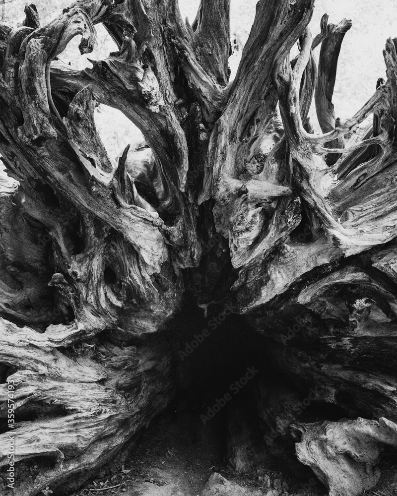 Redwood Tree Drawing With Roots