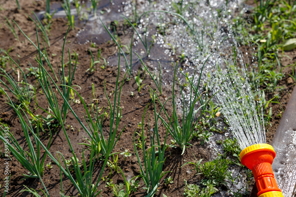 Young onions grow in the garden in the spring. Fresh onion greens in ...