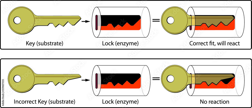 Lock and Key Mechanism of Enzymes Stock Vector | Adobe Stock