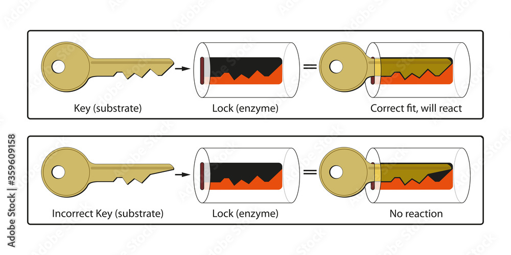 Lock and Key Mechanism of Enzymes. Catalysts accelerate chemical ...