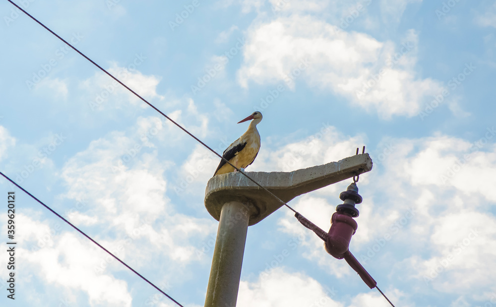 Bringing new babies. Stork on electrci pole. White stork and nestling ...