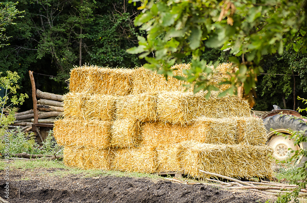 Dry baled hay stack, rural countryside background. Rural land cowshed ...