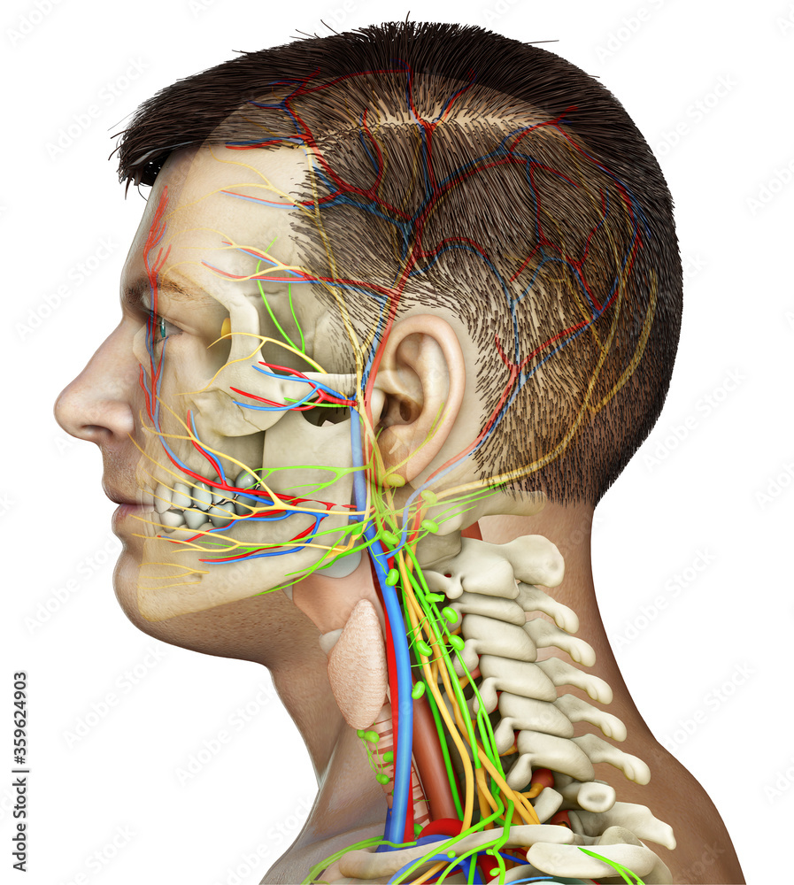 3d rendering medical illustration of male head anatomy for education ...