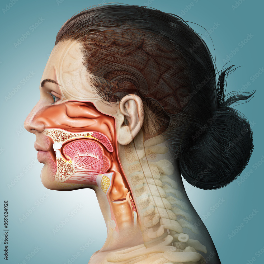 Pharynx Larynx Trachea Esophagus